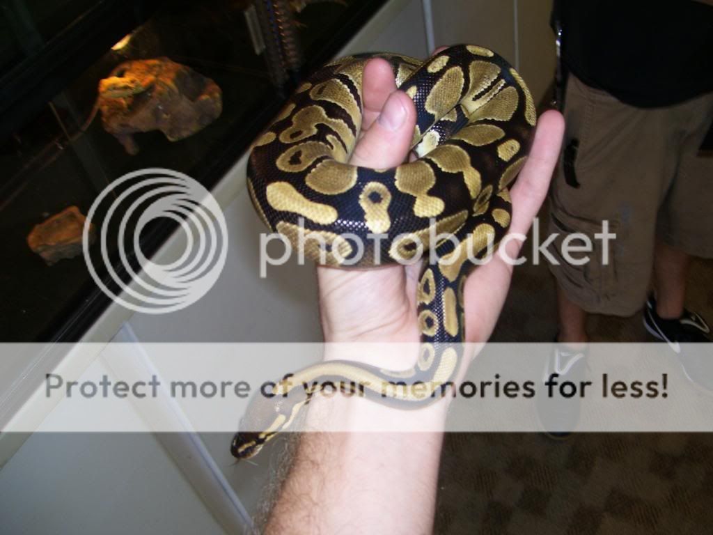 For Sale - YELLOW BELLY BALL PYTHON | FaunaClassifieds
