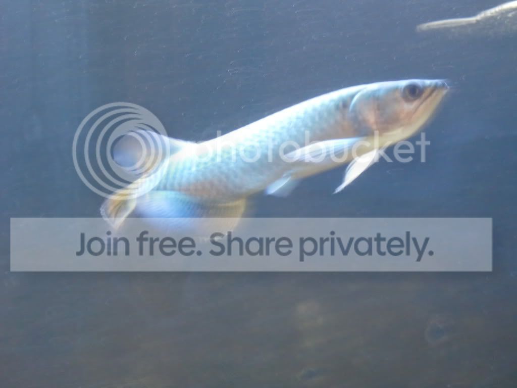 Pictures of your fish wanted (Please Provide Permission ...