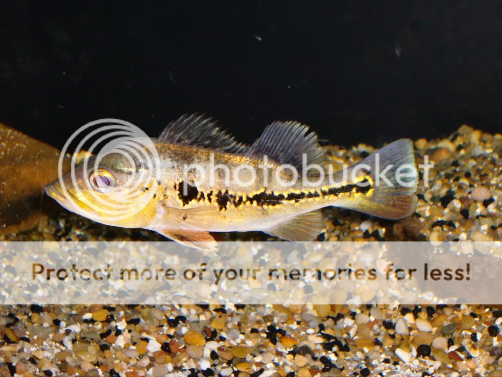 Pictures of your fish wanted (Please Provide Permission ...