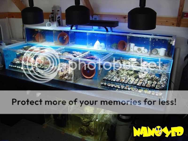 Frag tank set up .... | Reef2Reef