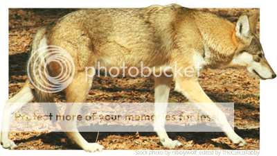 View topic - Calico's Wolf Reference Images {Free to Use} - Chicken ...