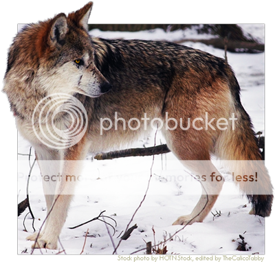 View topic - Calico's Wolf Reference Images {Free to Use} - Chicken ...